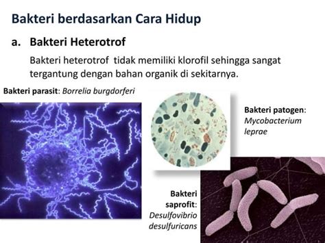 Bab 3 Archaebacteria Dan Eubacteria Pptx Free