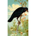 Woodpecker Illustration Free Svg