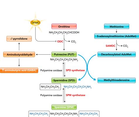Polyamines In Gut Epithelial Renewal And Barrier Function Physiology