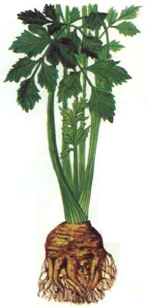 Suplimente Pentru Sex Doctor Info Ro