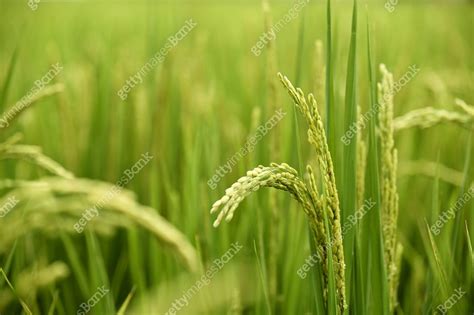 Rice Spikelet Formation A Crucial Stage For Rice Growth Yield And