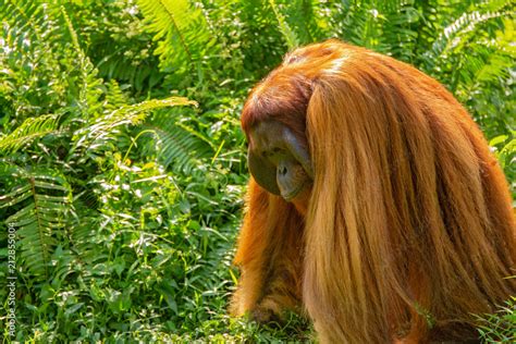 Orangutan Orang Utan In His Natural Environment In The Rainforest On