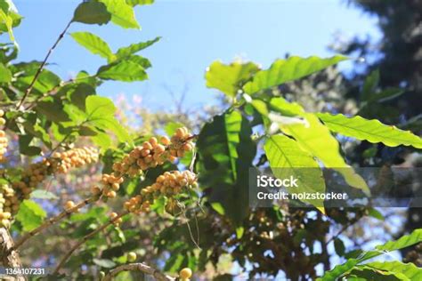 농업 아라비카 배경 콩 열매 가지 브라질 카페 카페인 커피 커피 Antioquia Nam 커피 색깔 커피 나무 국가 생태학 에티오피아 농장 농부 음식 신선한 과일 정원 녹색