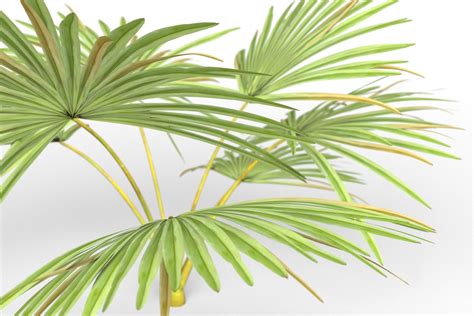 3d model palm tree leaves turbosquid 2165597