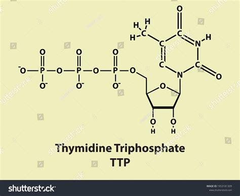 Thymidine Triphosphate Ttp Biomolecule Strcuture On Stock Vector Royalty Free 1953181309