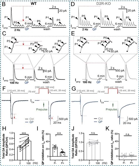 【科技自立自强】西安交大王昌河教授团队联合北京大学周专教授团队 揭示动作电位发放模式调控多巴胺分泌新机制 西安交通大学新闻网