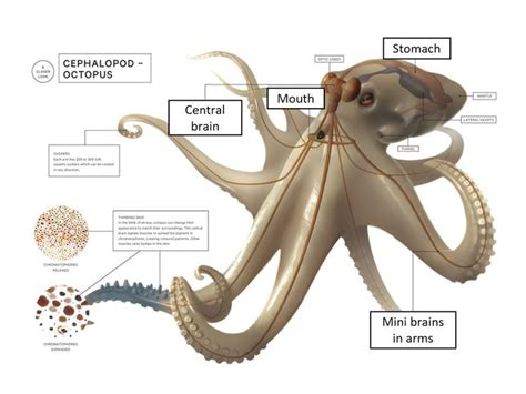 Octopus Pulpo Anatomía Anatomia Veterinaria