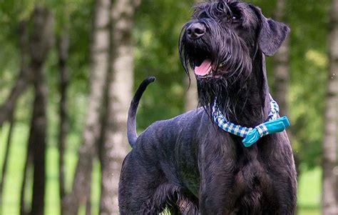 Giant Schnauzer Breed Profile Things To Know Before Adopting A Giant