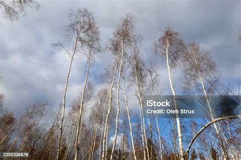 회색 구름 낀 하늘을 배경으로 숲 속의 키 큰 어린 자작나무 어린 자작나무가 있는 자연 풍경 0명에 대한 스톡 사진 및 기타 이미지 Istock