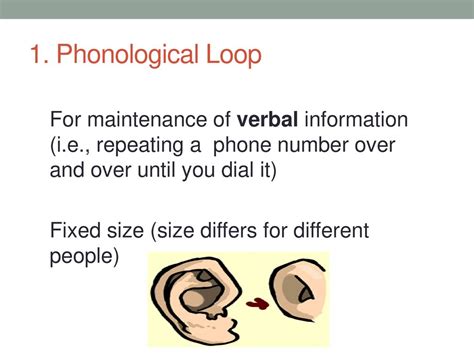 Short Term And Working Memory Ppt Download Short Term And Working Memory Ppt Download