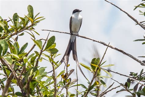 Fork Tailed Flycatcher Audubon Field Guide