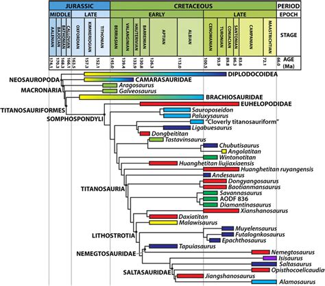 Time Calibrated Phylogenetic Tree With Basal Nodes Collapsed For