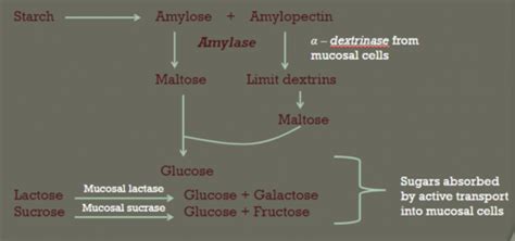 Carbohydrate Digestion And Metabolism Flashcards Quizlet