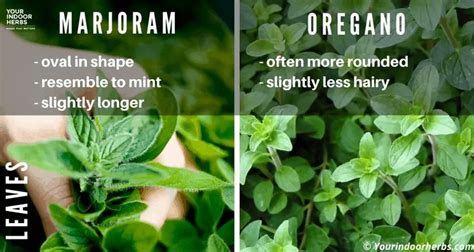 Marjoram Vs Oregano In 4 Differences With Pictures Your Indoor Herbs And Garden Herbs