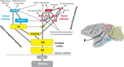 figure 1 from deep hierarchies in the primate visual cortex what can we