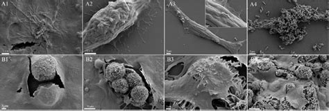 Sem Of Cell Material Interactions A Disso Hr B Multi Hs 1 2