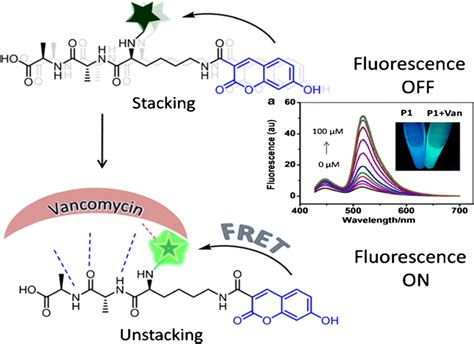 Working Principle Of Vancomycin Detection By Rational Fluorescence