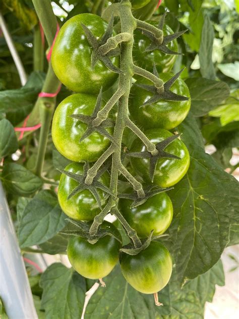 Pirvu Adrian On Linkedin Good Tomatoes Made In Romania