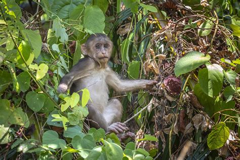 Stump Tailed Macaque Macaca Free Photo On Pixabay