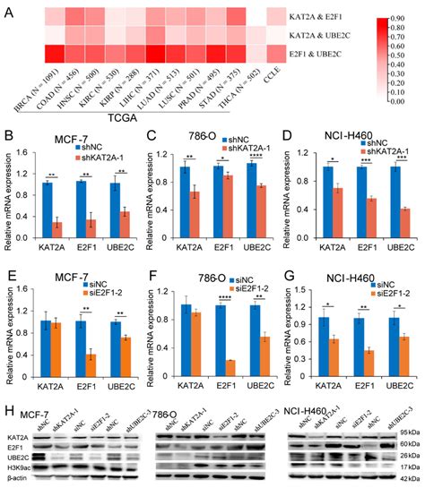 Both Kat2a And E2f1 Could Regulate The Expression Of Ube2c In Different