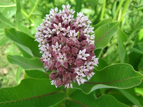 How To Grow And Care For Milkweed Plants World Of Flowering Plants