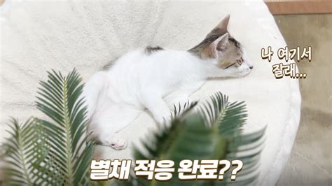 낯선 곳에서 숨지도 않고 편하게 잠까지 자는 새끼고양이 Youtube