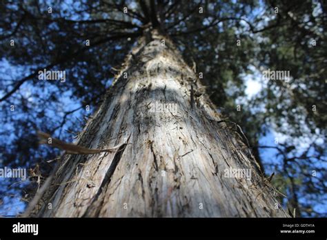 Close Up Of Tree Stock Photo Alamy