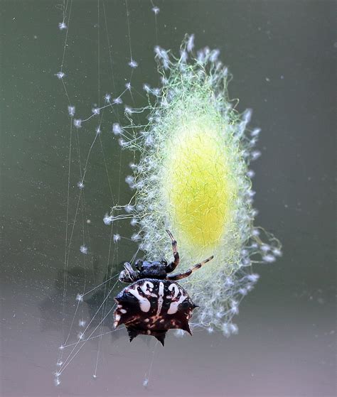21 Spiders With Spikes Pictures And Identification