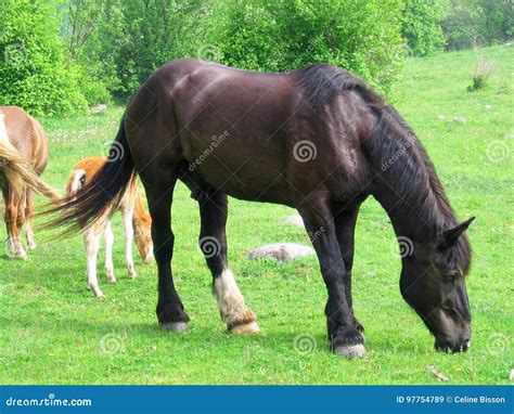 Dark Chocolate Horse Grazing In The Field Stock Image Image Of Field
