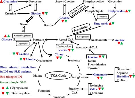 Schematic Representation Of Altered Metabolic Pathways In Ln And Sle