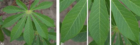 Figure 1 From Deep Learning For Image Based Cassava Disease Detection Semantic Scholar