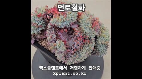 먼로철화 다육이 다육식물 다육 Succulent 多肉植物 다육싸게파는곳 엑스플랜트 브롬톤다육 Youtube