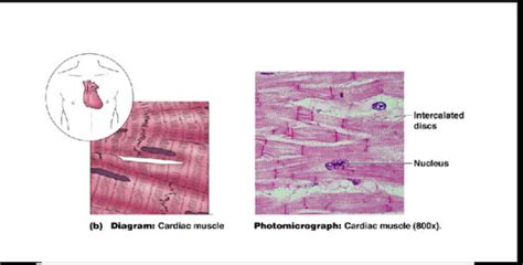 Anatomy Midterm Exam Flashcards Quizlet