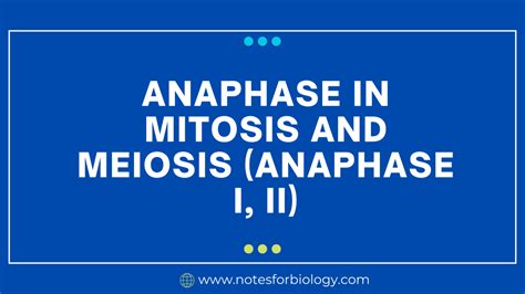 Anaphase In Mitosis And Meiosis Anaphase I II Best Biology Notes Reference Articles