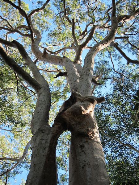 Sydney Red Gum Project Noah