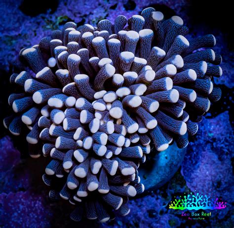 Buy Ultra 24k Gold Torch Coral Australia Zeo Box Reef Zeo Box Reef