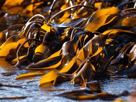 Order Protanal® Lfr 560 Sodium Alginate Bsc Distributors