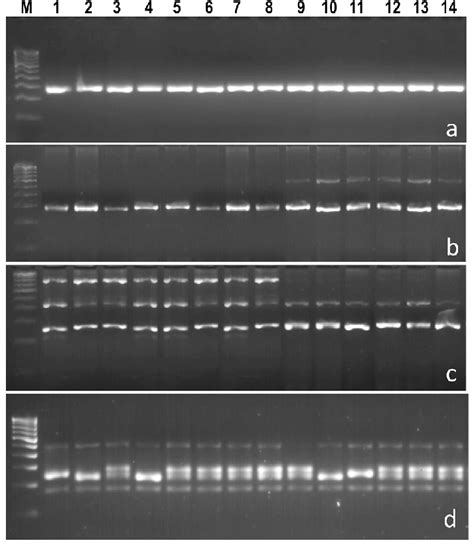 Ssr Marker Based Profiling Of The Genotypes Of Clitoria Ternatea By Download Scientific Diagram