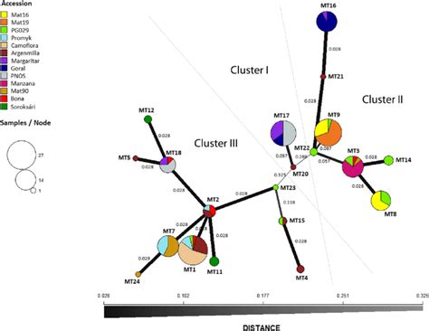 Minimum Spanning Network Representing The Identified Mitotypes Mt