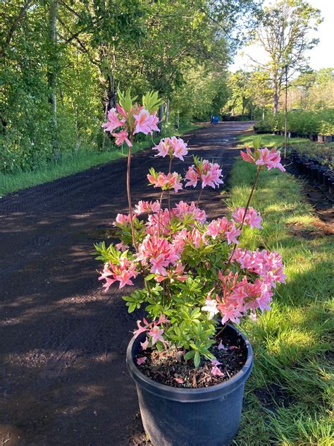 Rhododendron Occidentale Sevenoaks Native Nursery