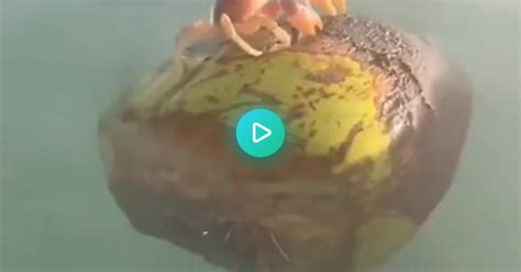 Shave His Belly With A Rusty Razor Album On Imgur