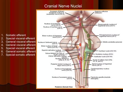 Trigeminal Nerve Dr Gosai Ppt