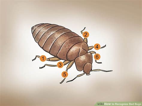How To Recognize Bed Bugs 12 Steps With Pictures Wikihow