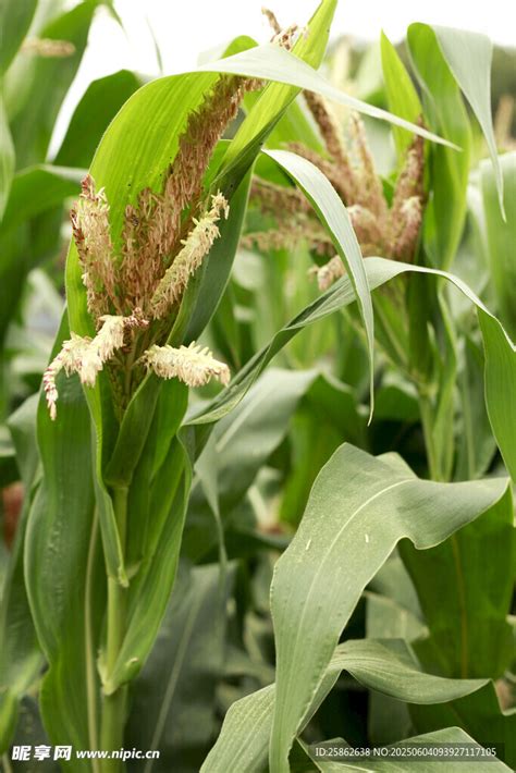 田间生长的茂盛玉米植株摄影图 蔬菜 生物世界 摄影图库 昵图网