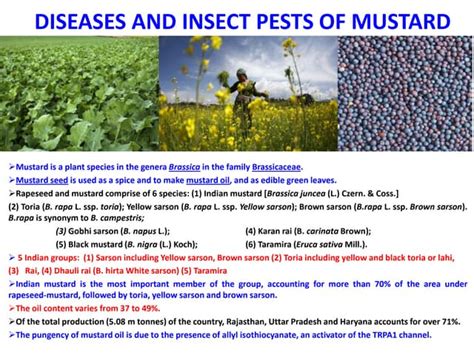 Diseases And Insect Pests Of Mustardpptx