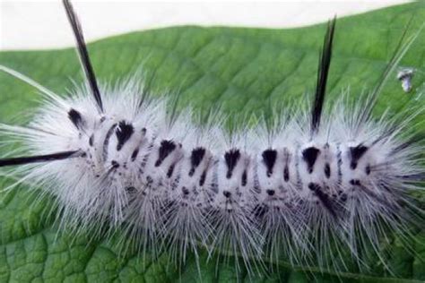 Maksud Mimpi Ulat Putih Banyak Robert Lambert