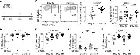CD62L Expression Marks A Functionally Distinct Subset Of Memory B Cells Cell Reports