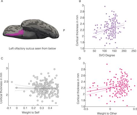 Cortical Thickness Of The Left Olfactory Sulcus Os Relates To Social