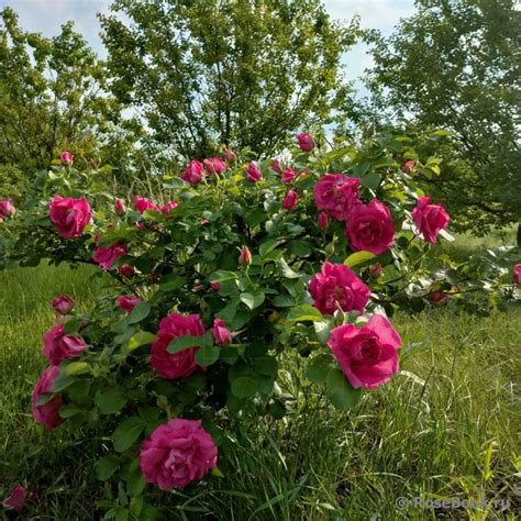 Галерея Lydia Freimane Lidija Freimane Lidia Freimane
