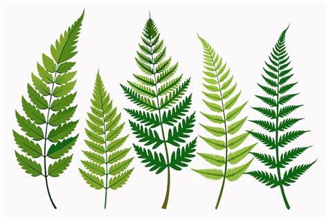 Fern Frond Color Art Creative Art Celebrating The Beauty Of Fern Frond Premium Ai Generated Vector